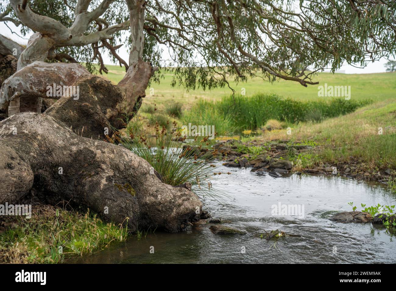 ancient red gum eucalyptus tree growing on a river bank on a ...