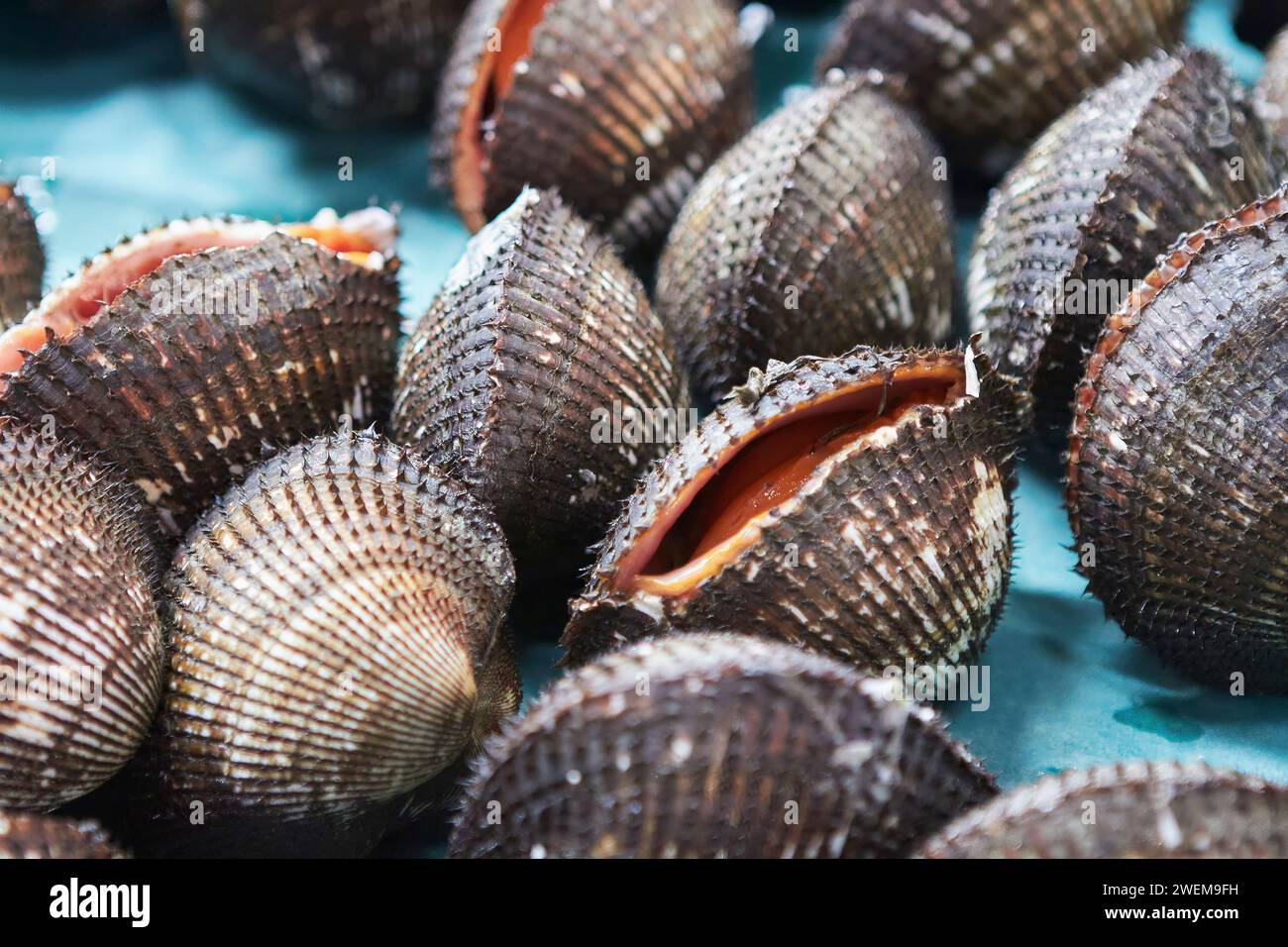 Eating cockle hi-res stock photography and images - Alamy