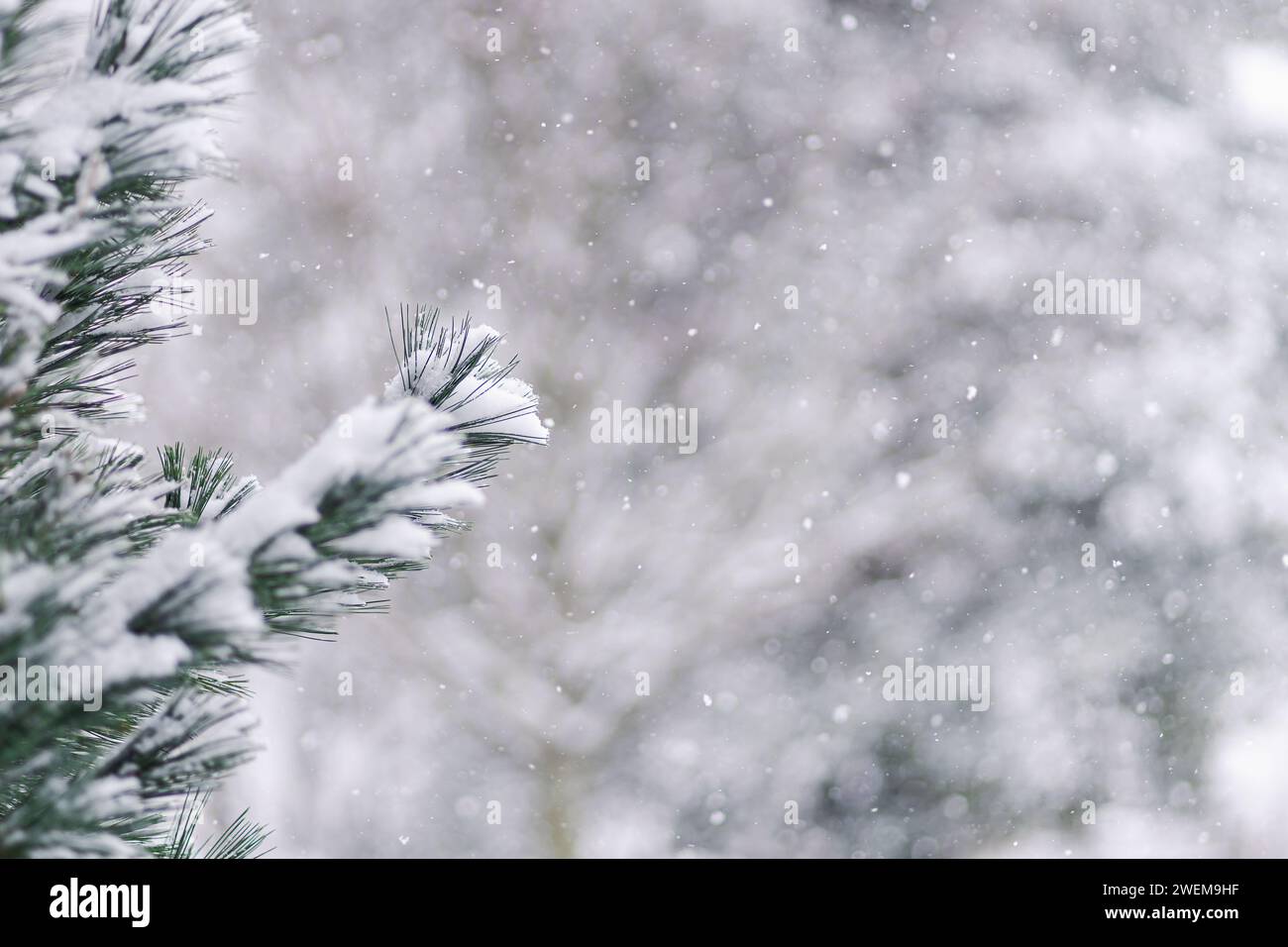 Snowfall on pine tree hi-res stock photography and images - Alamy