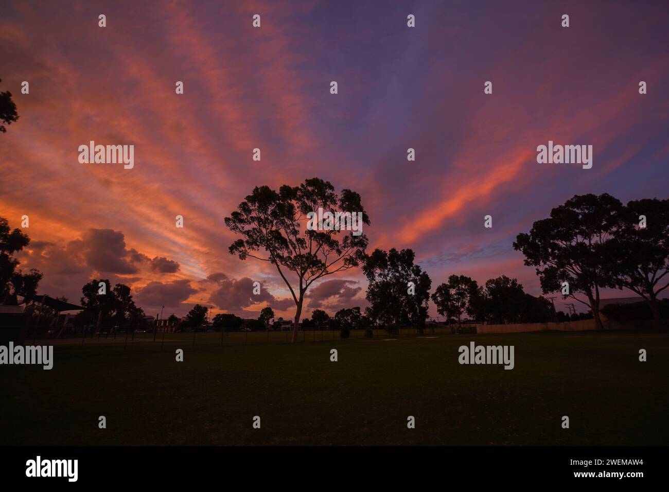 Adelaide, SA Australia 26 January 2024 . Eucalyptus trees silhouetted ...