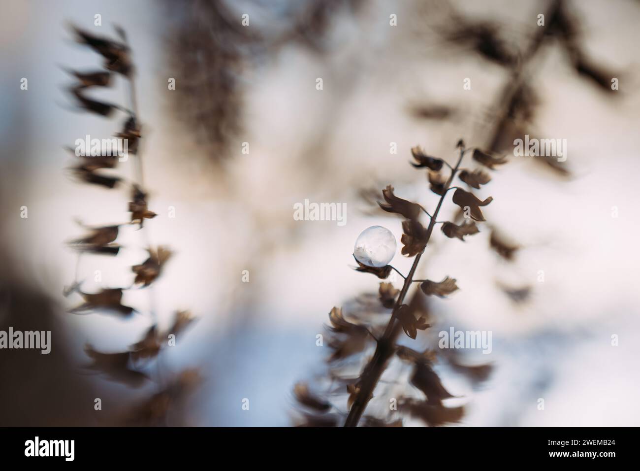 Frozen bubble caught on plant on cold winter day Stock Photo - Alamy