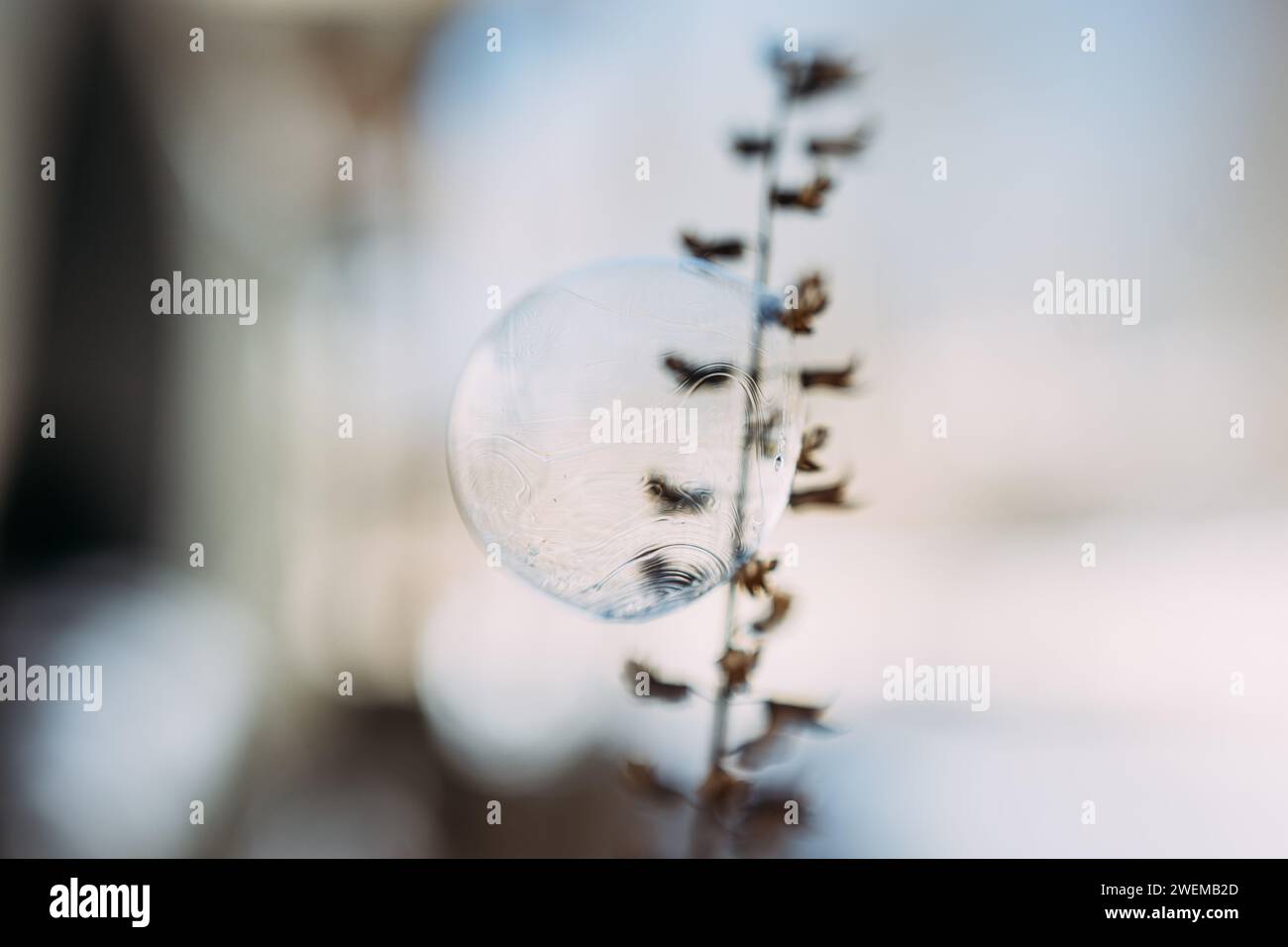 Large frozen bubble stuck to plant on winter day Stock Photo - Alamy