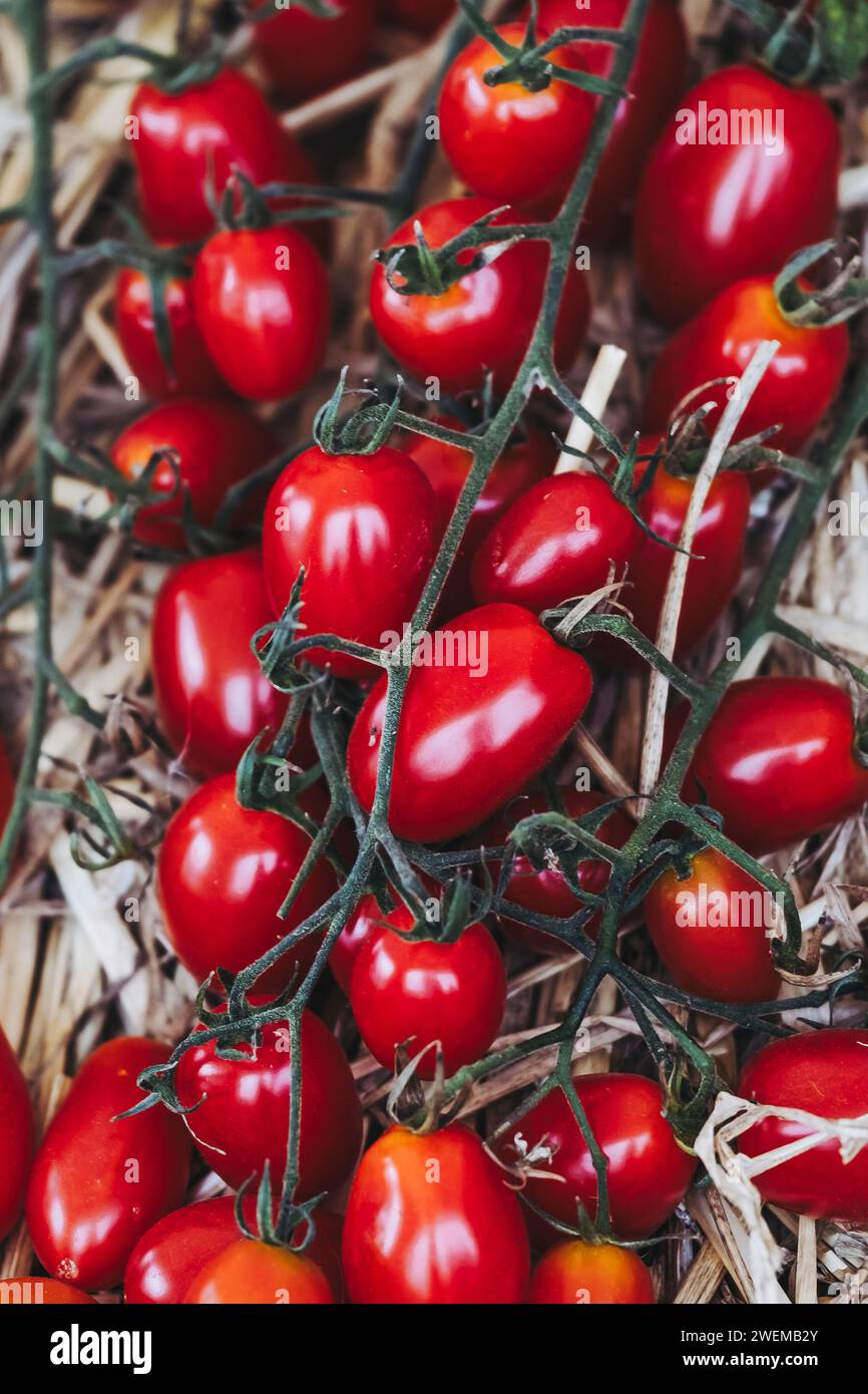 Group freshly picked tomatoes hi-res stock photography and images - Alamy