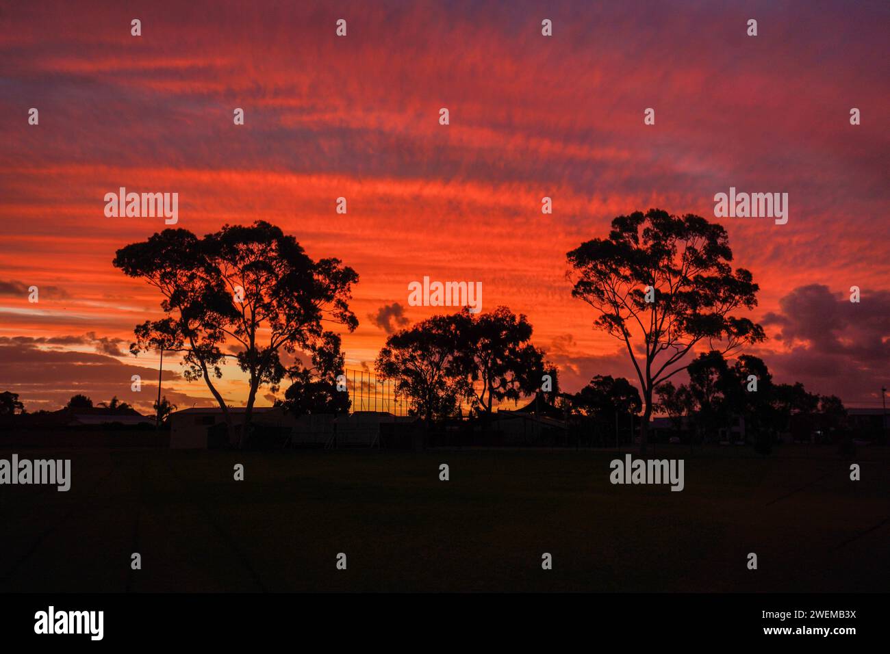 Adelaide, SA Australia 26 January 2024 . Eucalyptus trees silhouetted ...