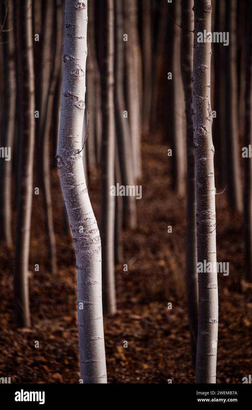 Bent poplar hi-res stock photography and images - Alamy