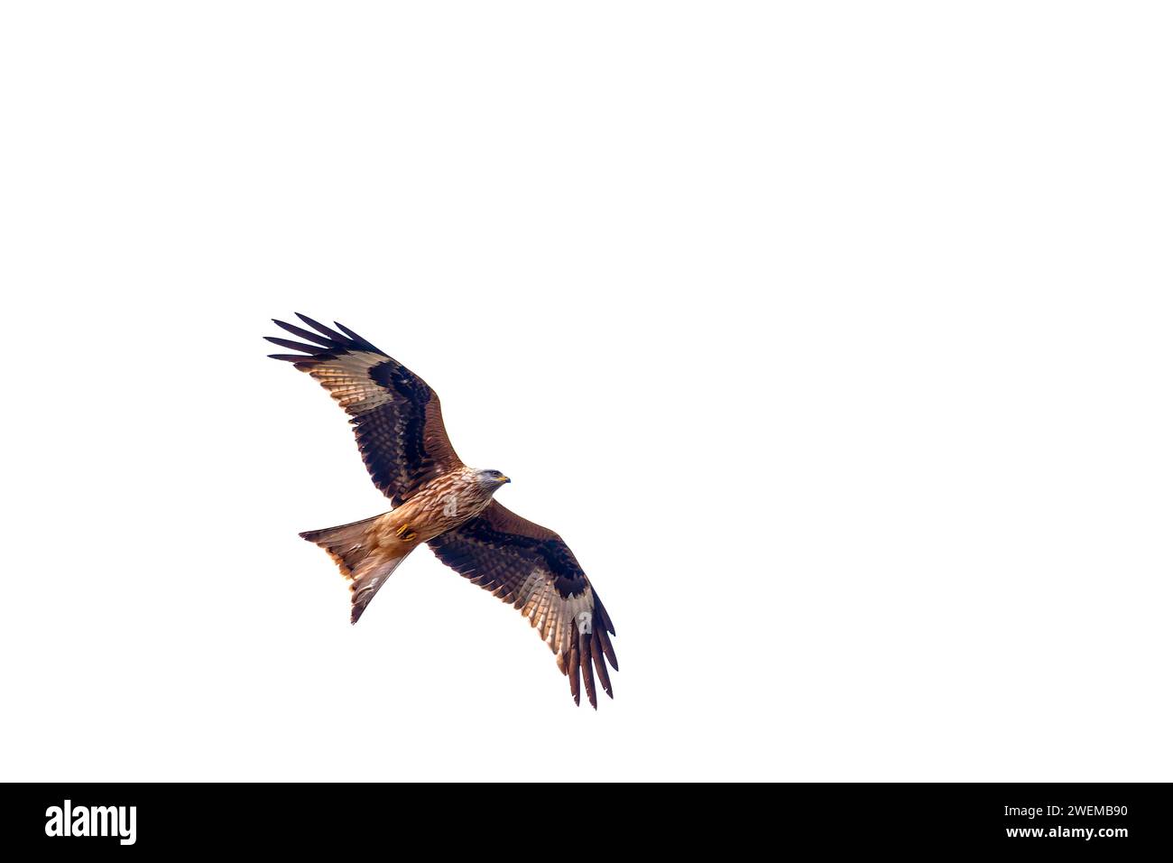 Milvus red kite bird Cut Out Stock Images & Pictures - Alamy