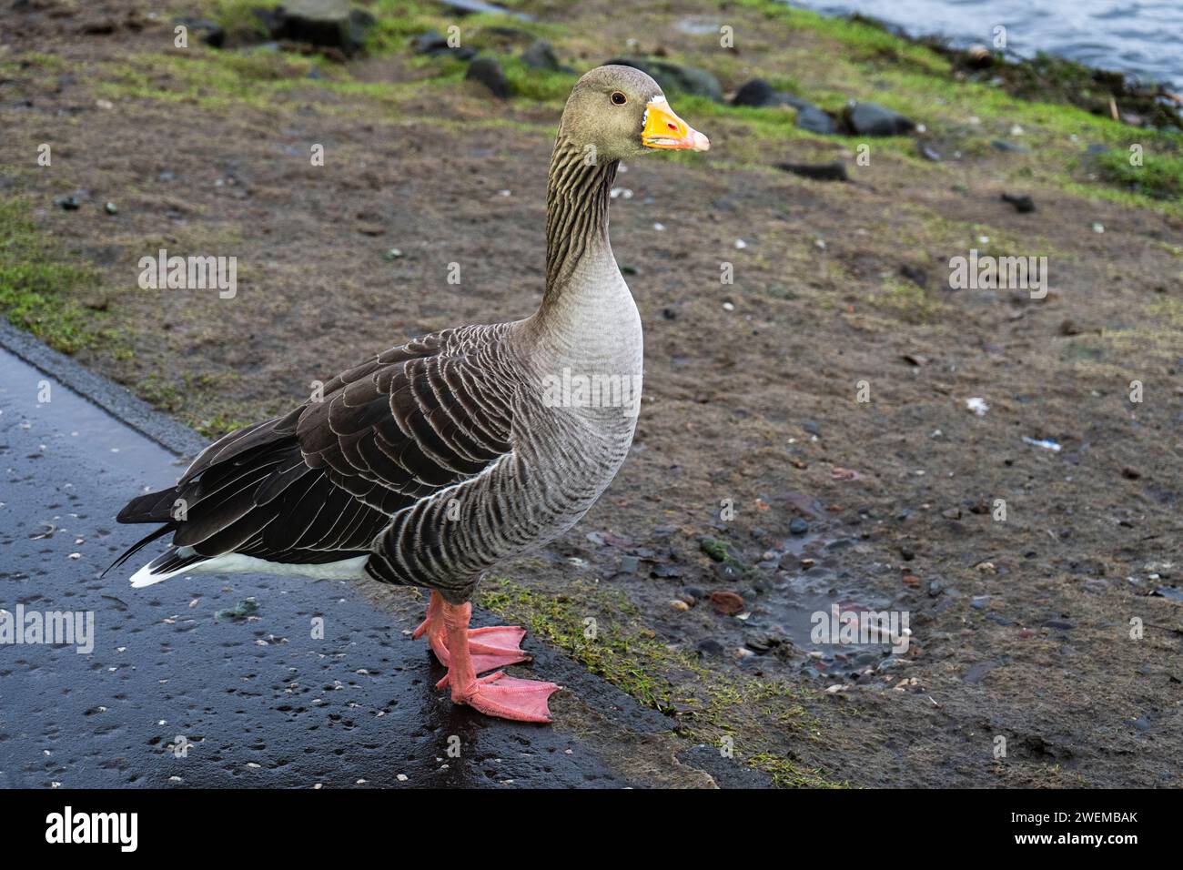 Greylag goose in east kilbride hi-res stock photography and images - Alamy