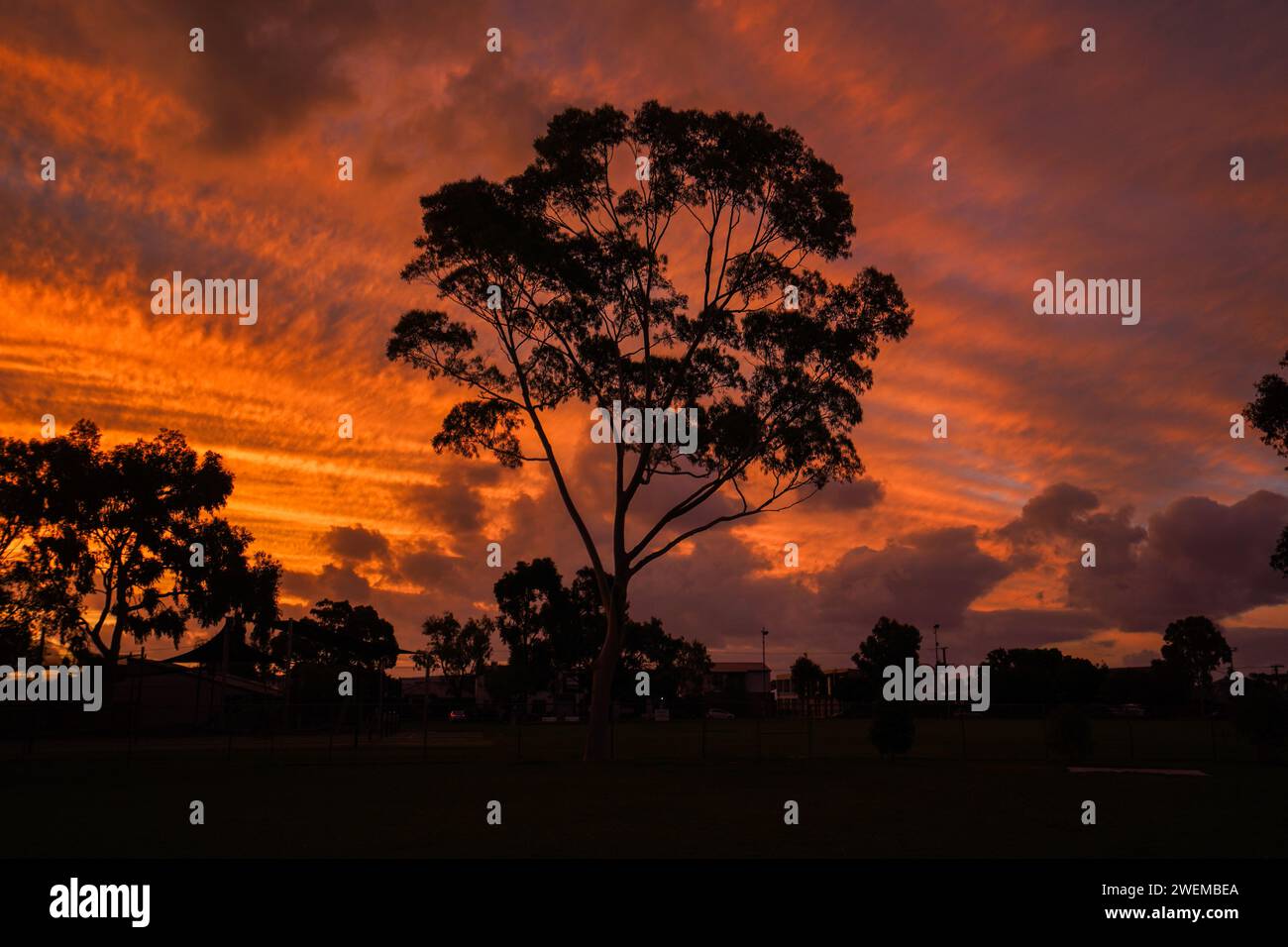 Adelaide, SA Australia 26 January 2024 . Eucalyptus trees silhouetted ...