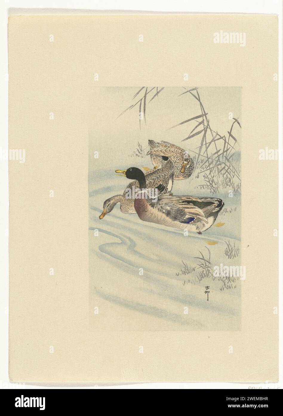 Three ducks in shallow water with reeds, 1900 - 1930 print paper color ...