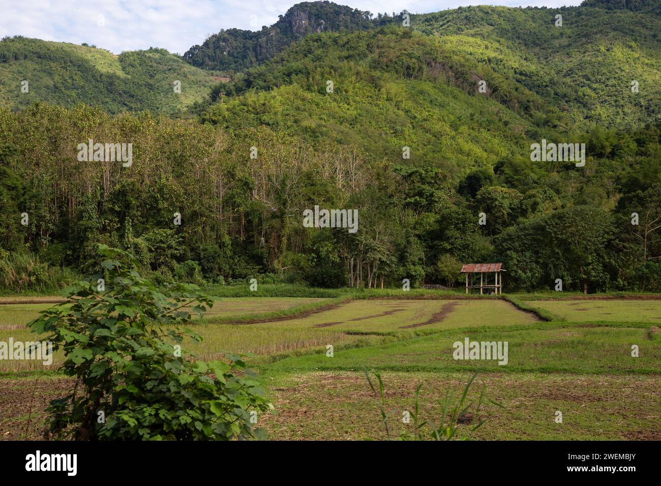 Single wooden structure amongst paddy fields of Laos Stock Photo - Alamy