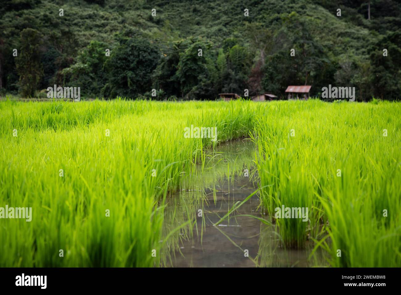 Zoom of lush rice fields with wooden house behind, Northern Laos Stock ...