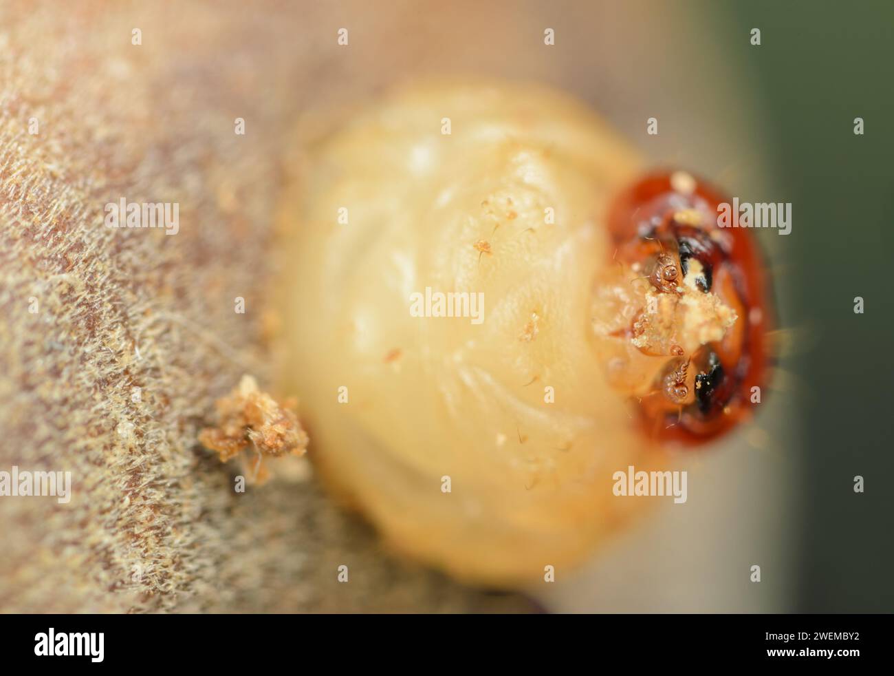 Nut parasite larva of the Curculio nucum drills through the shell of a ...