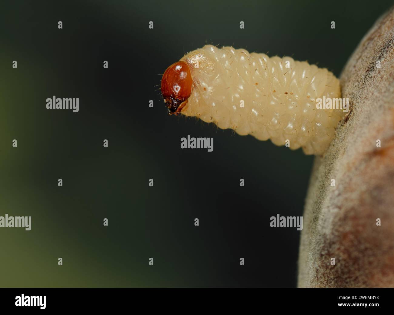 Larva of the Curculio nucum drills through the shell of a hazelnut ...