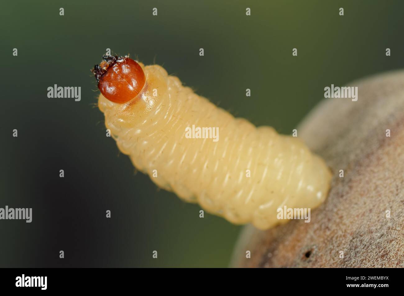 Larva of a Nut Weevil, Curculio nucum larva emerging from hazelnut ...