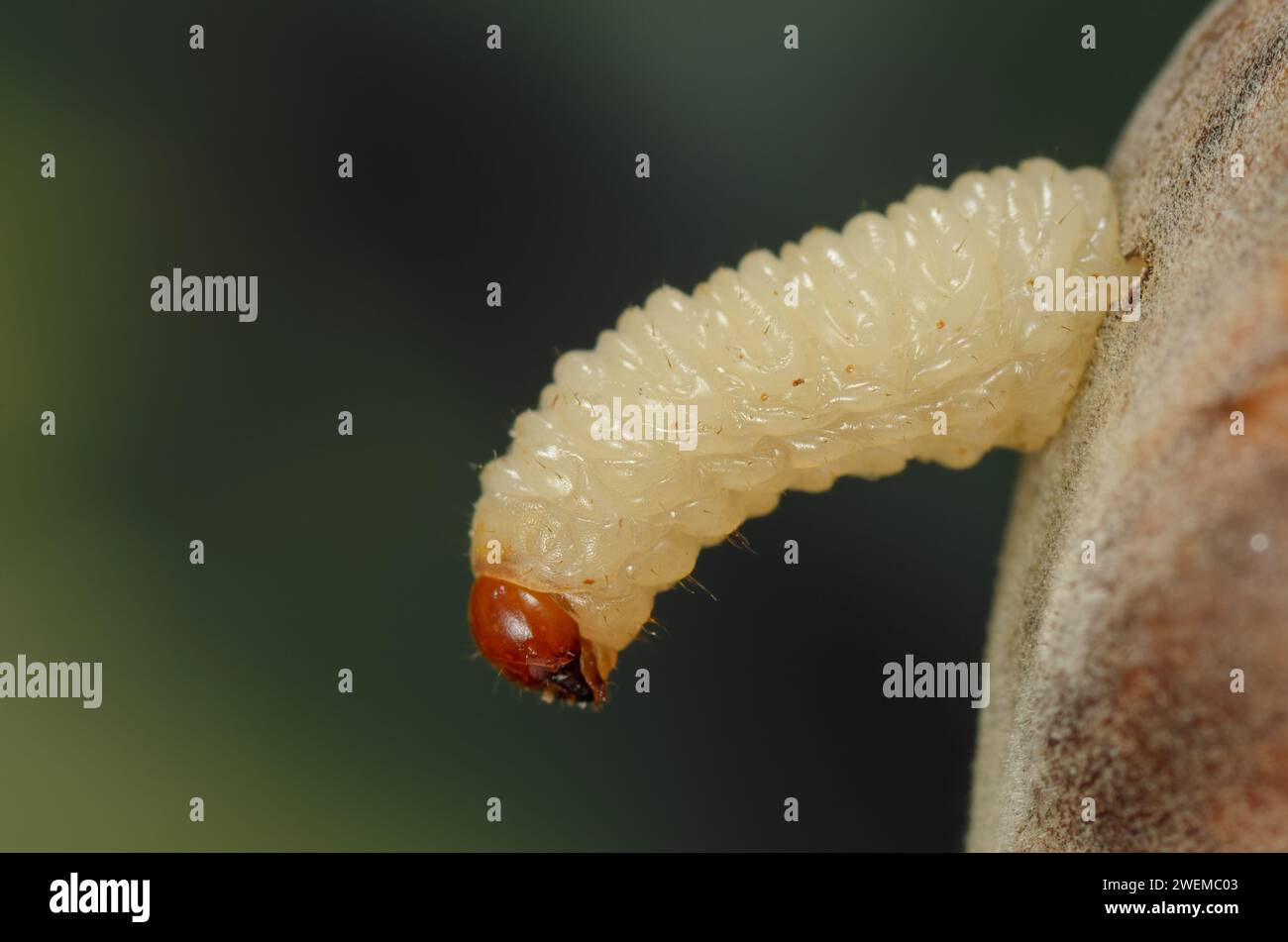 Nut pest, Hazelnut borer larva hatches from hazelnut, Curculio nucum ...