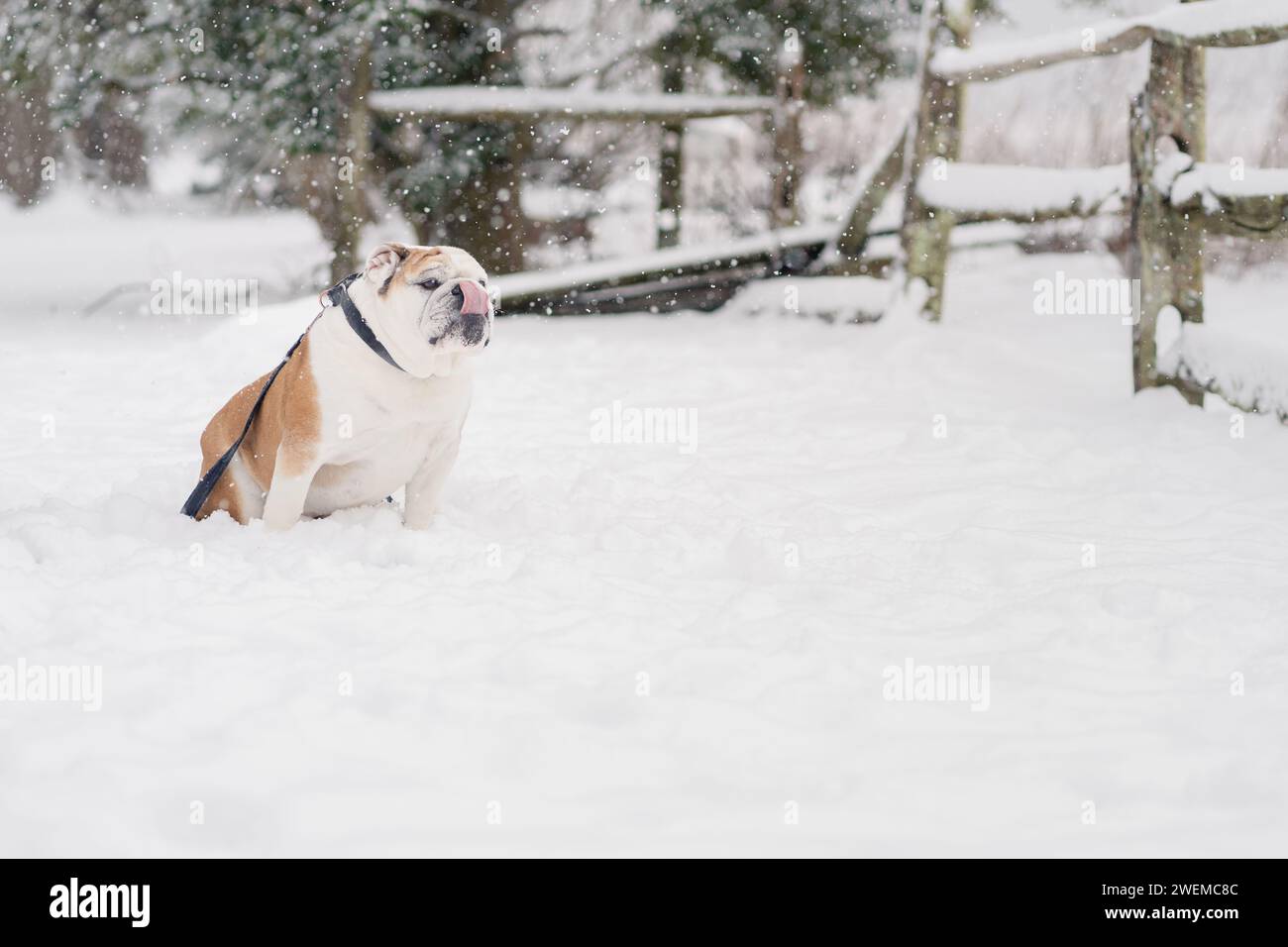 English Bulldog In Snow Licking Tongue Stock Photo - Alamy