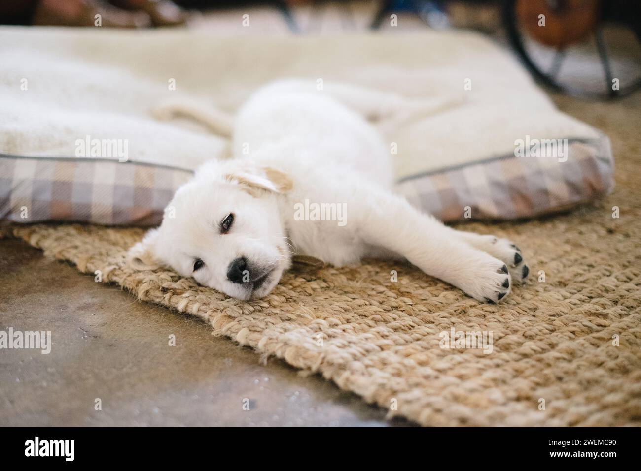 Fluffy Golden Retriever Puppy on Neutral Dog Bed Stock Photo - Alamy