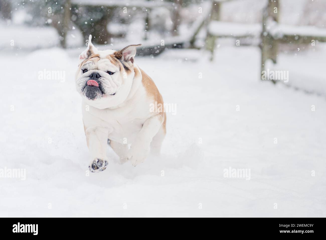 New english bulldog hi-res stock photography and images - Alamy