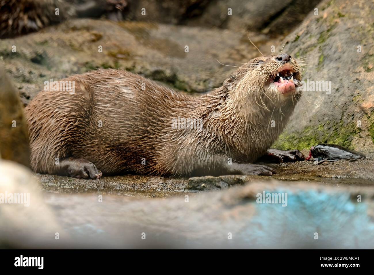 Light brown otter on the rock Stock Photo - Alamy