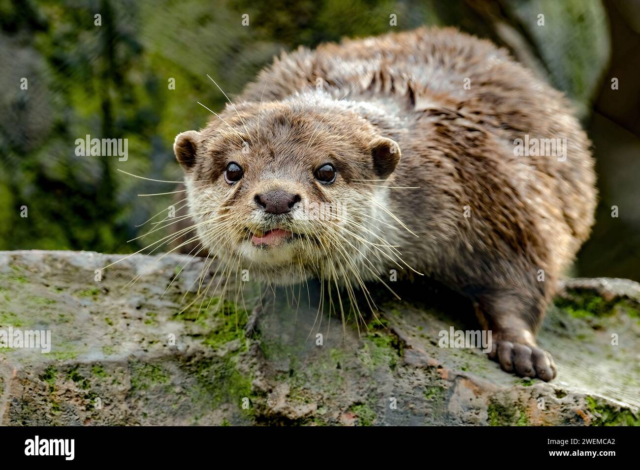 Light brown otter on the rock Stock Photo - Alamy