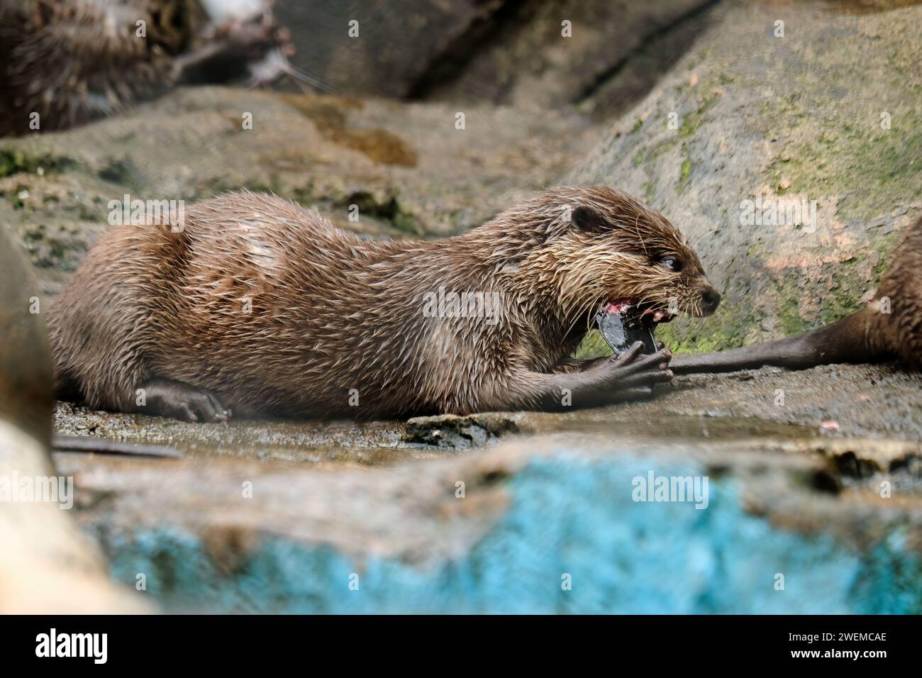 Light brown otter on the rock Stock Photo - Alamy