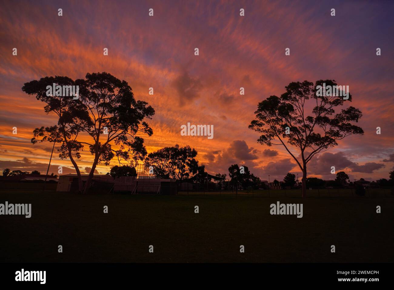 Adelaide, SA Australia 26 January 2024 . Eucalyptus trees silhouetted ...