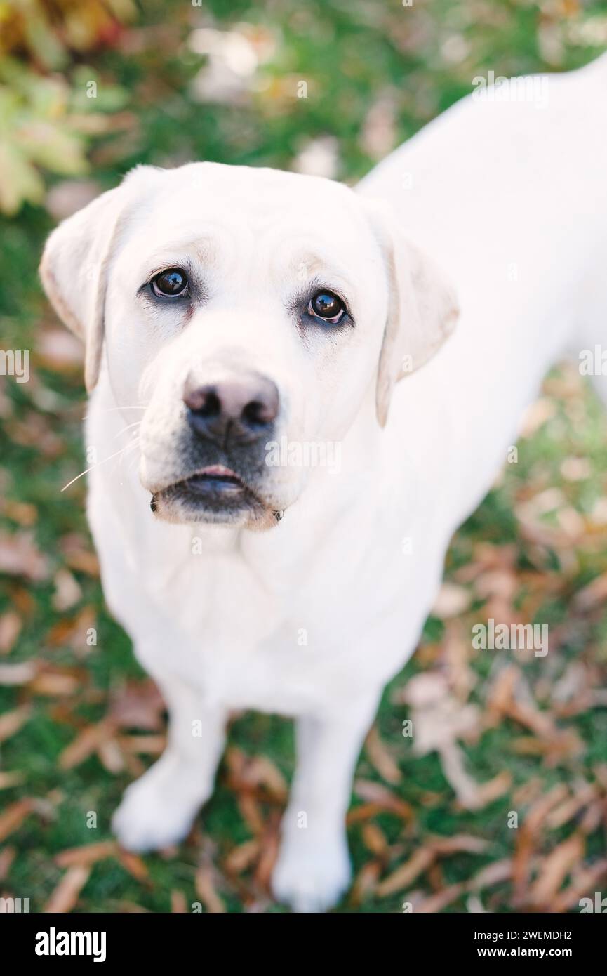 Companion animal dog hi-res stock photography and images - Alamy