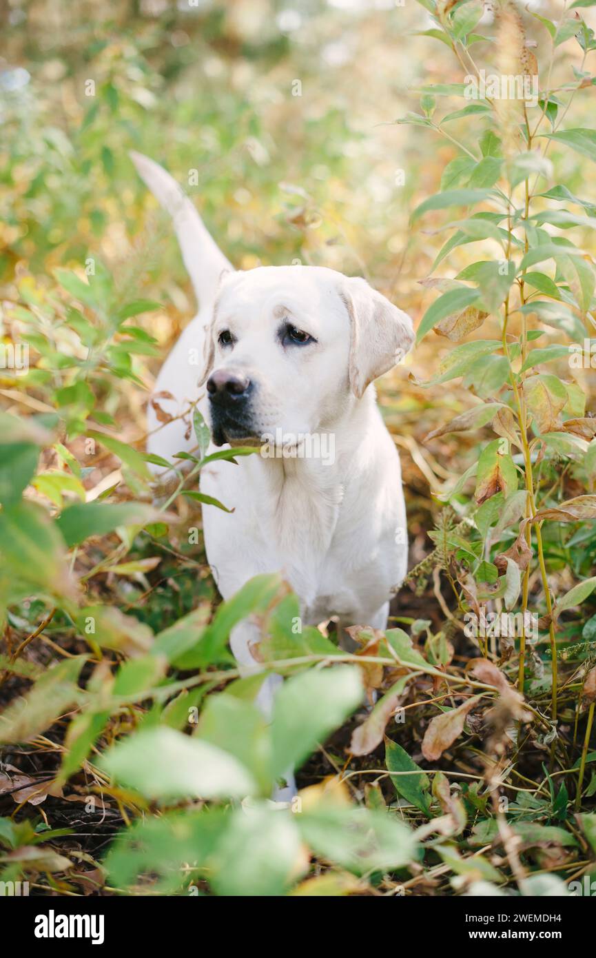 Labrador in nature hi-res stock photography and images - Alamy