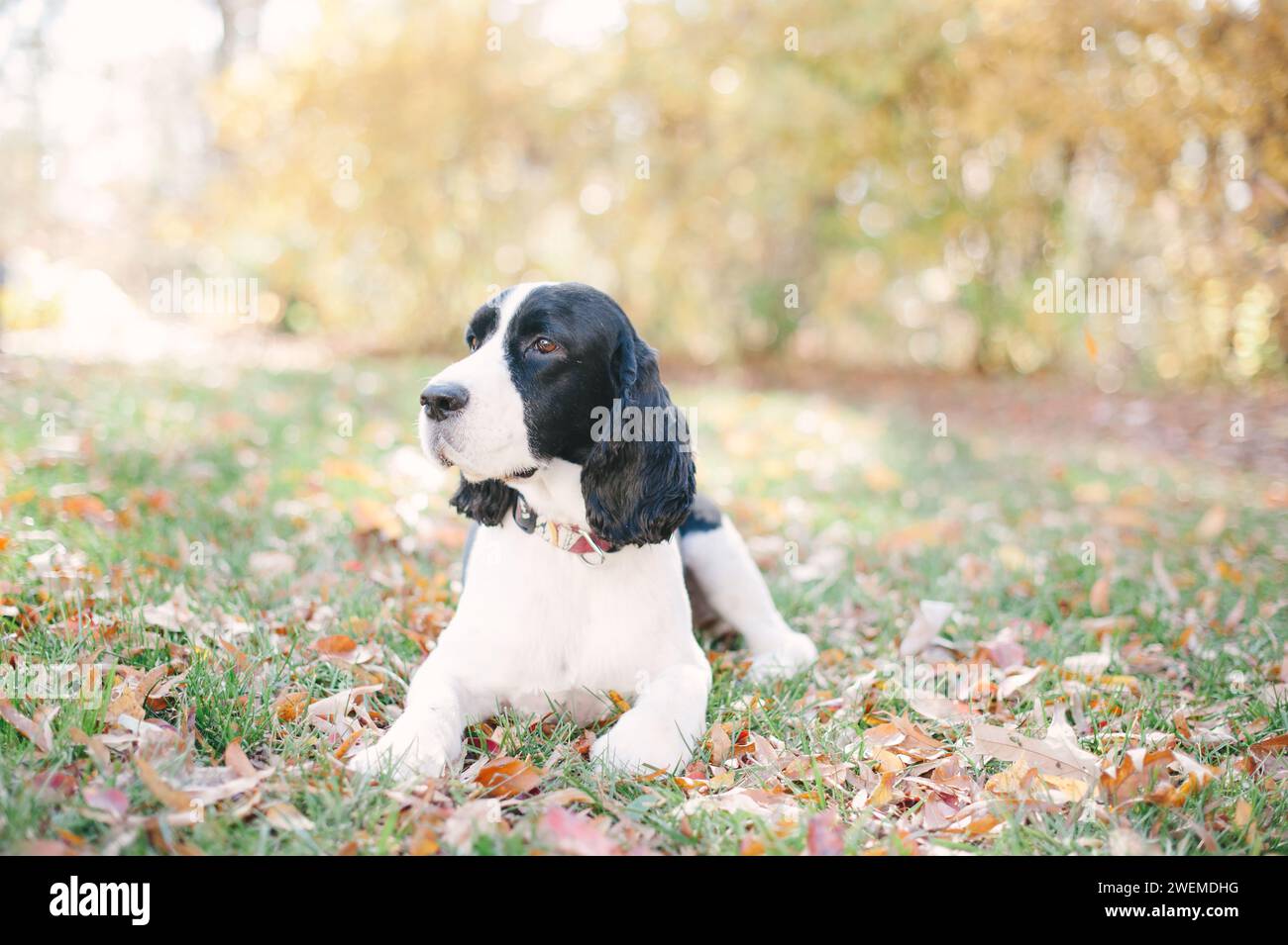 Black and white springer spaniel hi-res stock photography and images ...