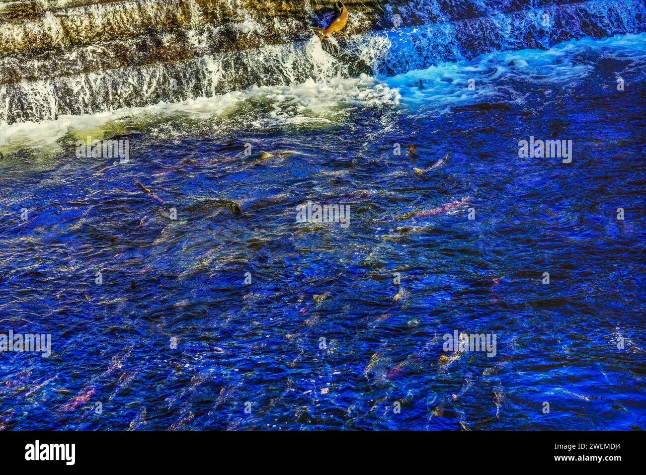 Multi-colored Salmon Dam Issaquah Creek Wahington Stock Photo - Alamy
