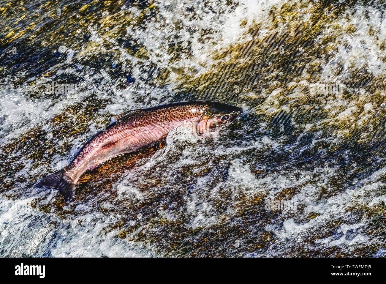 Chinook salmon swimming hi-res stock photography and images - Alamy