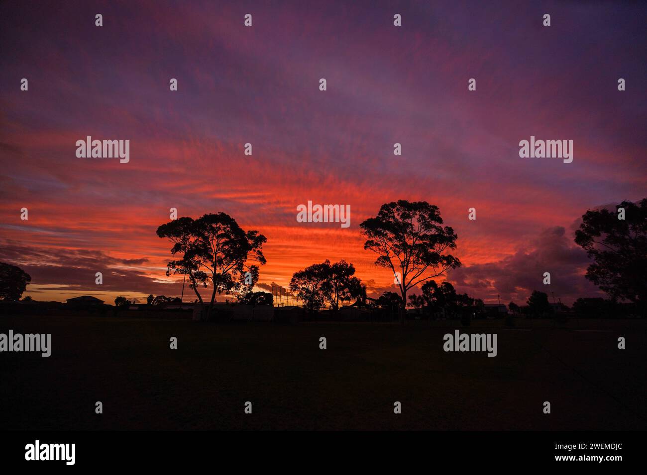Adelaide, SA Australia 26 January 2024 . Eucalyptus trees silhouetted against firesky sunset in ...