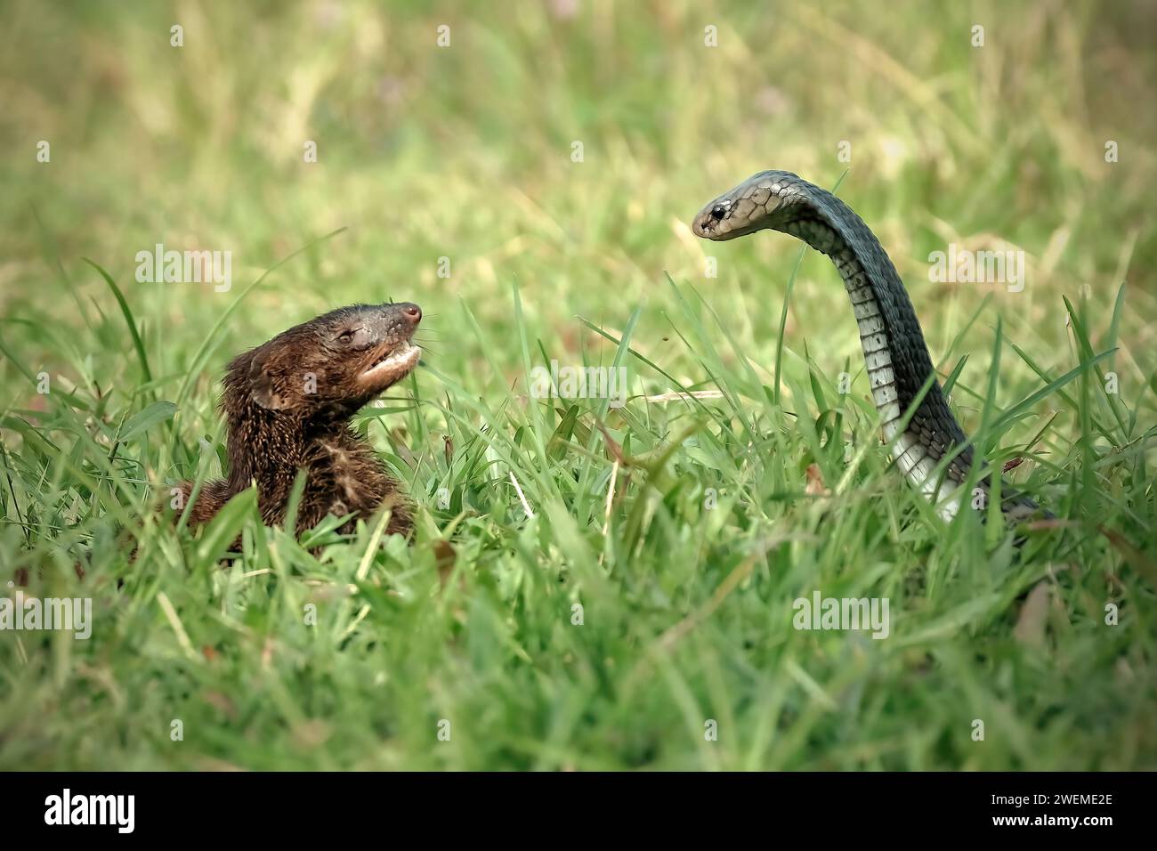 Mongoose and Naja snake on the grass Stock Photo - Alamy