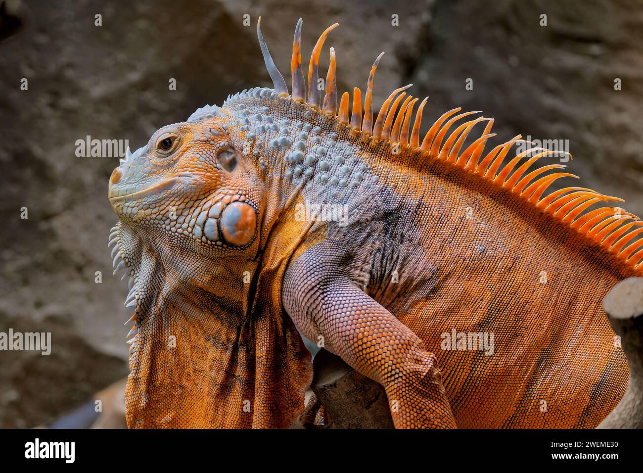 Hewan kadal hi-res stock photography and images - Alamy