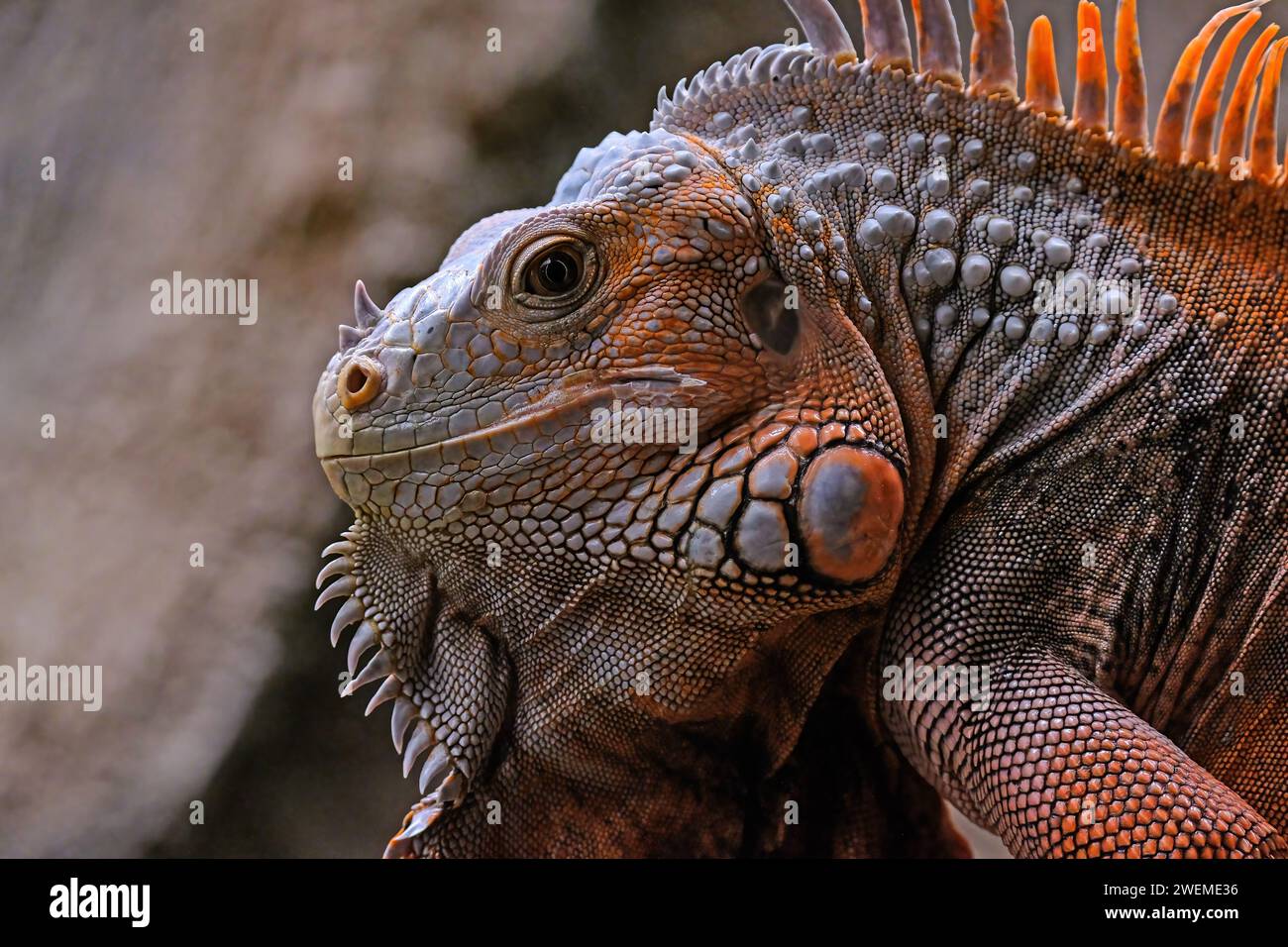 Green Iguana, iguana iguana, Adult Male standing on Branch Stock Photo ...