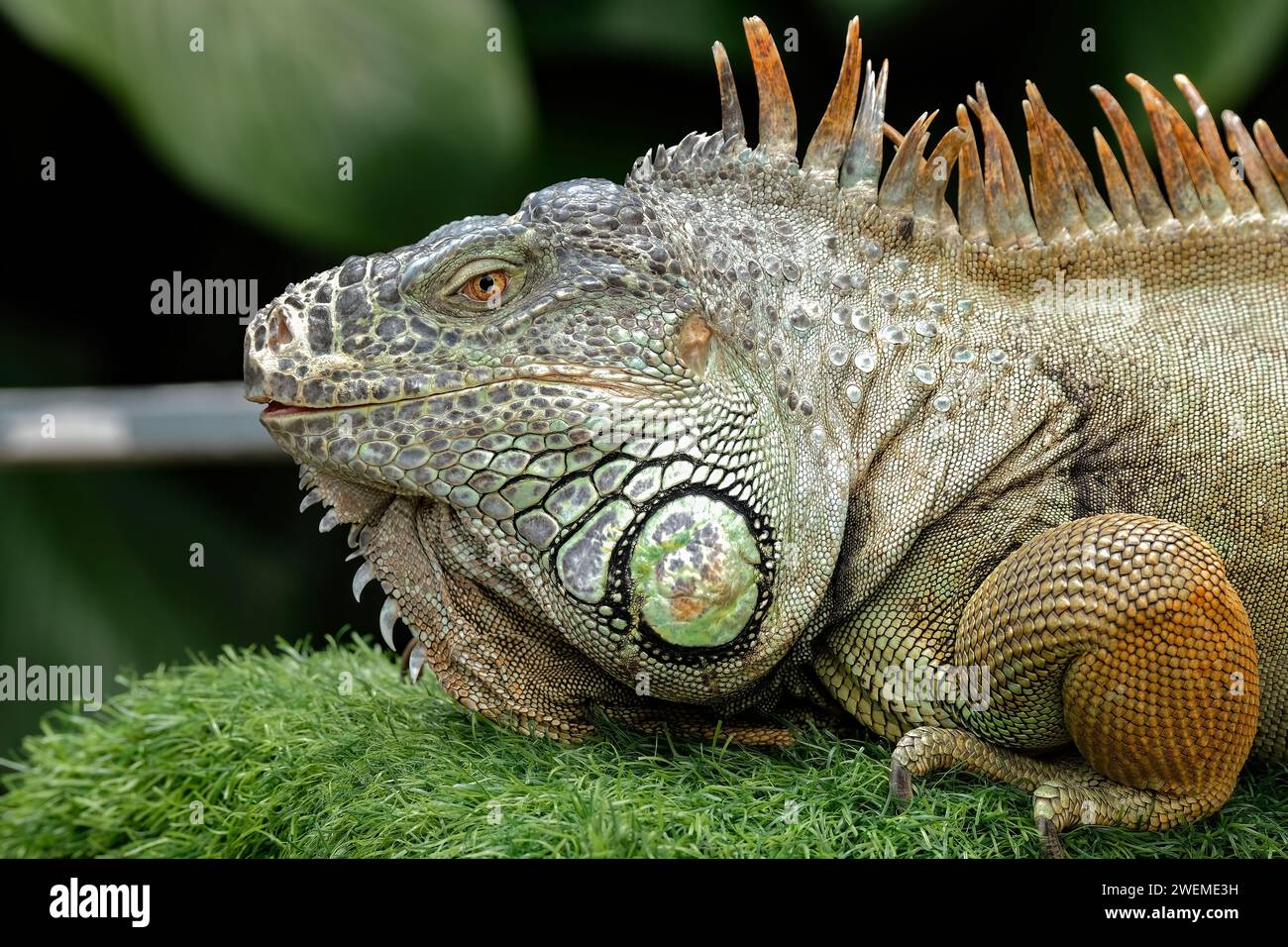 Green Iguana, iguana iguana, Adult Male standing on Branch Stock Photo ...