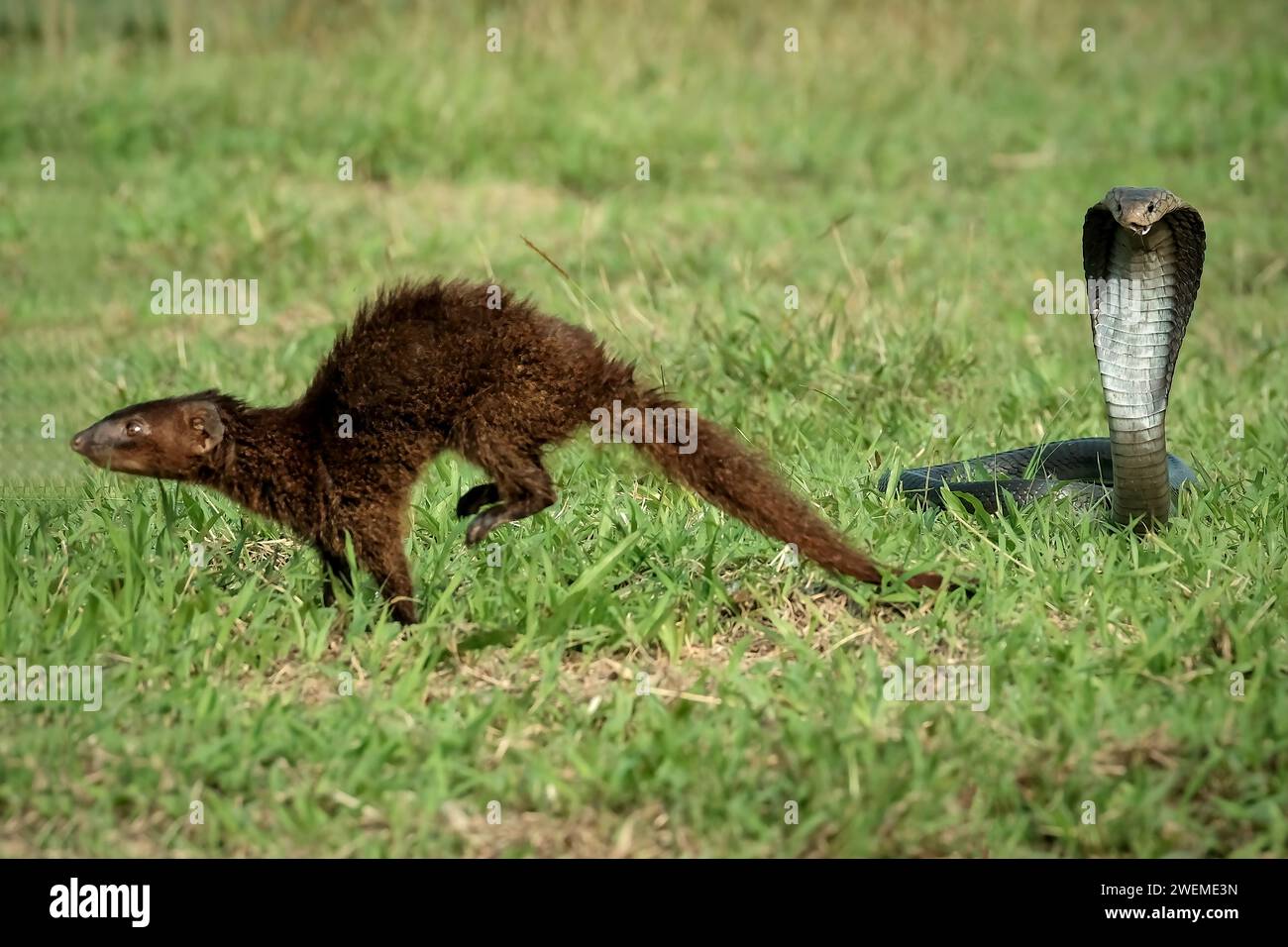 Mongoose snake hi-res stock photography and images - Alamy