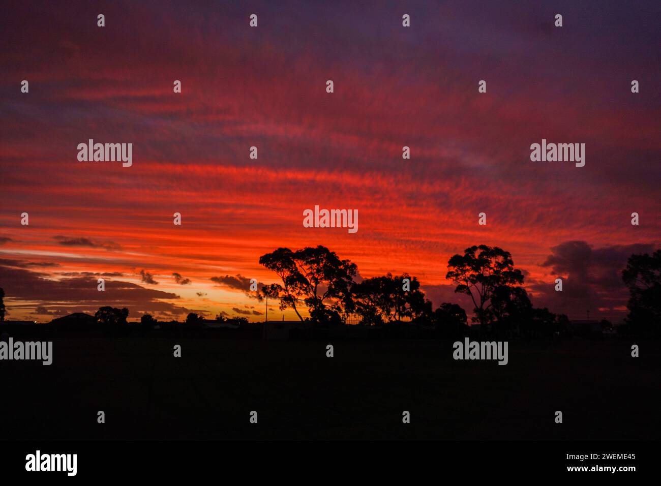 Adelaide, SA Australia 26 January 2024 . Eucalyptus trees silhouetted ...