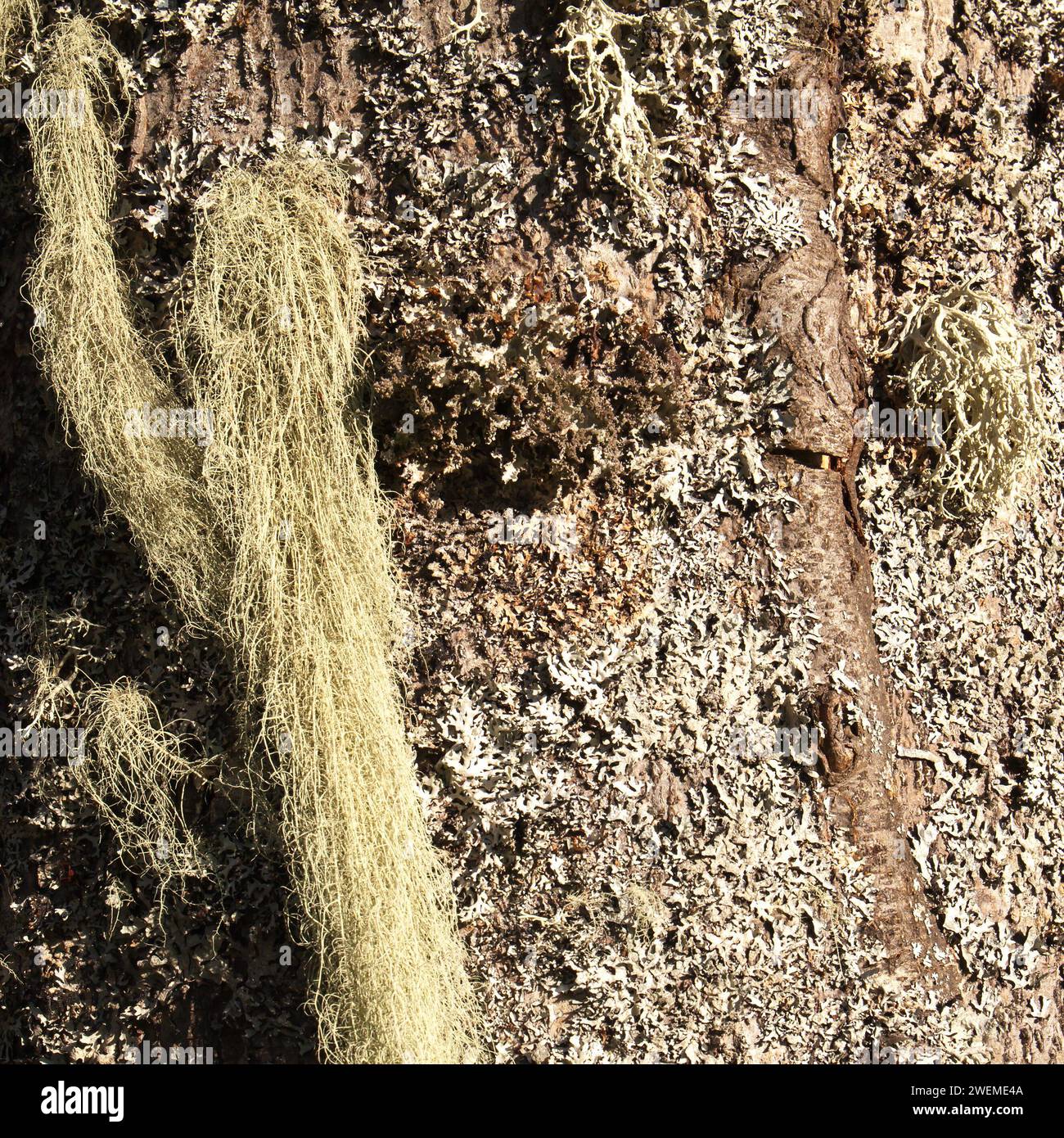 Long lichen, mostly pale grayish-green on an alder trunk. Usnea, shrub ...