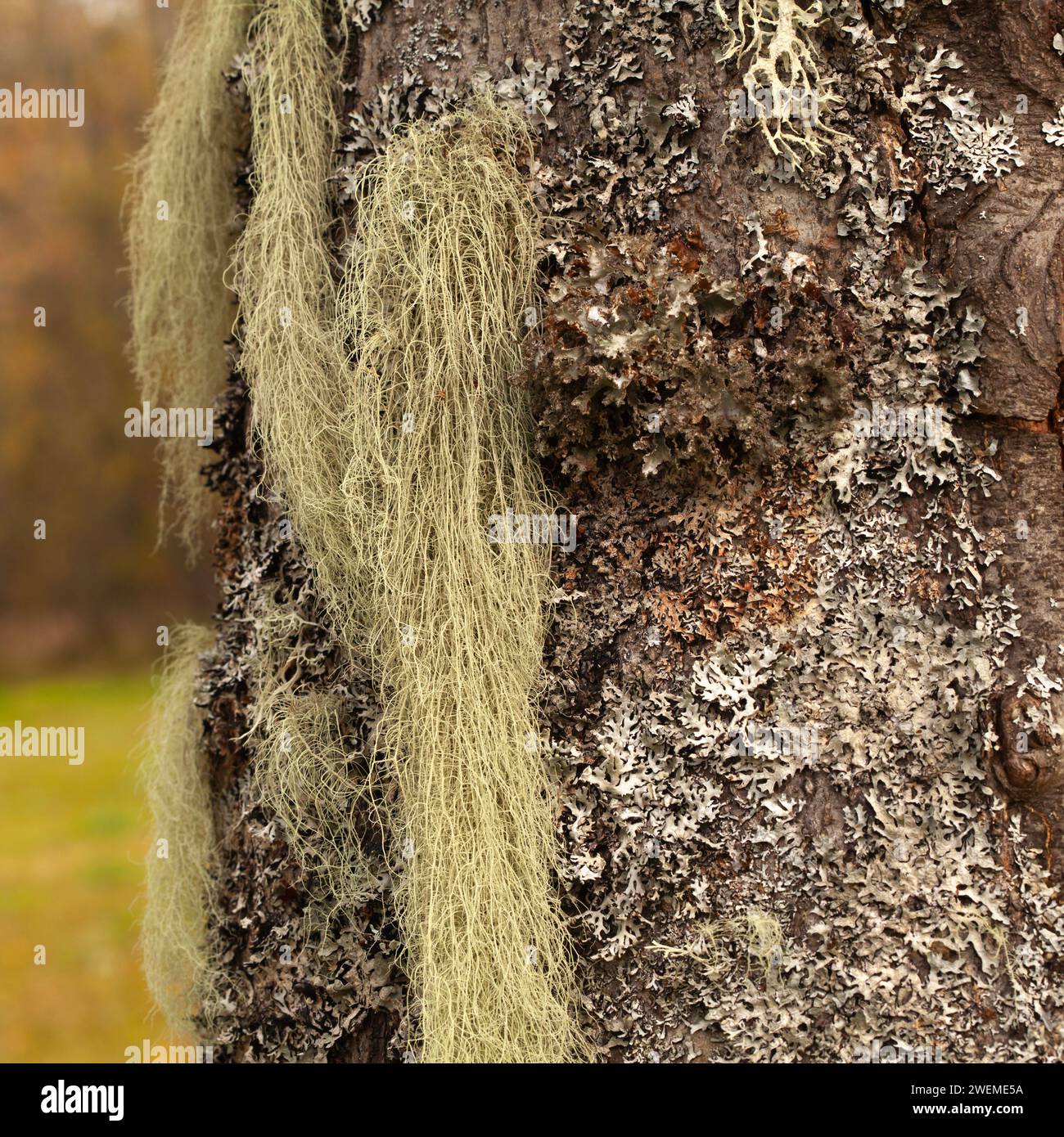 Cork like bark hi-res stock photography and images - Alamy