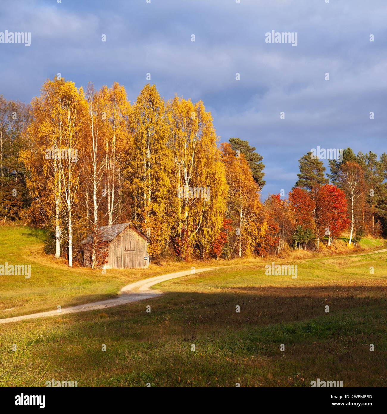 Taiga zone hi-res stock photography and images - Alamy