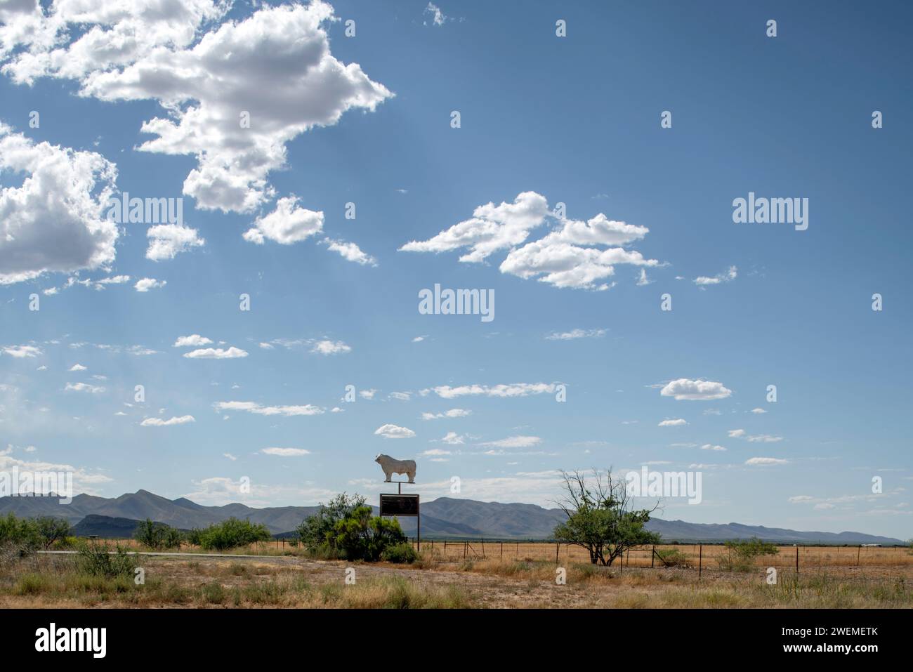 Rural roadside signage of a big bull in desert landscape Stock Photo ...