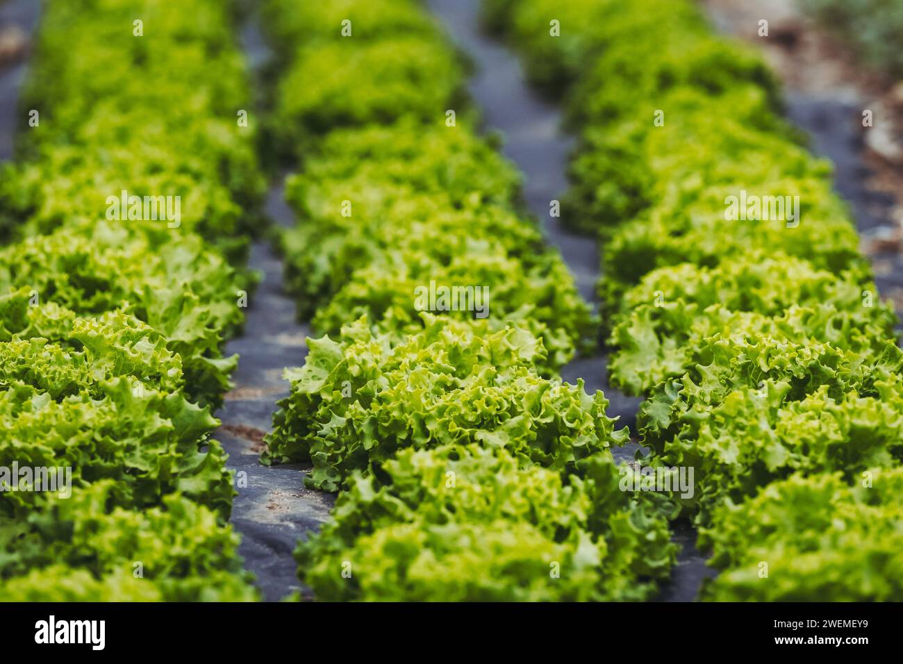 Green salad plant growing in a crop field Stock Photo - Alamy