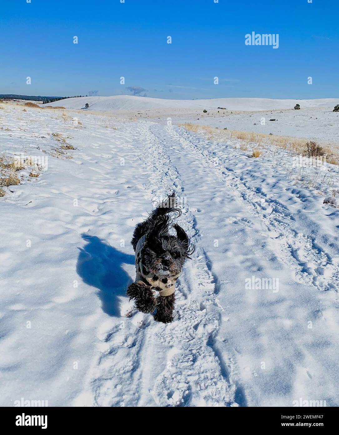Dog running in cold weather hi-res stock photography and images - Alamy