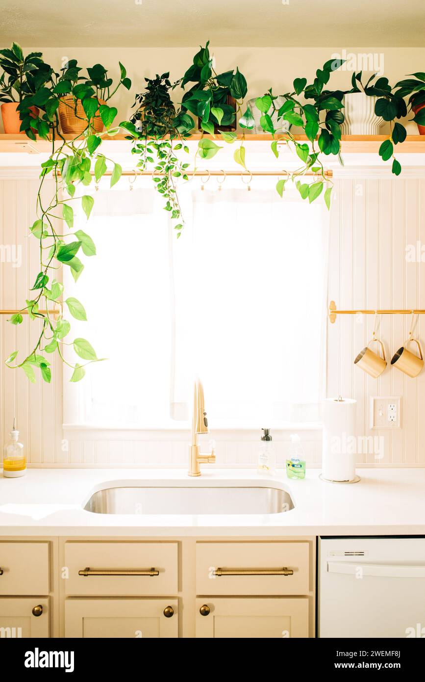 Kitchen With Sink, Dishwasher, and Window with Vining Houseplants Stock ...