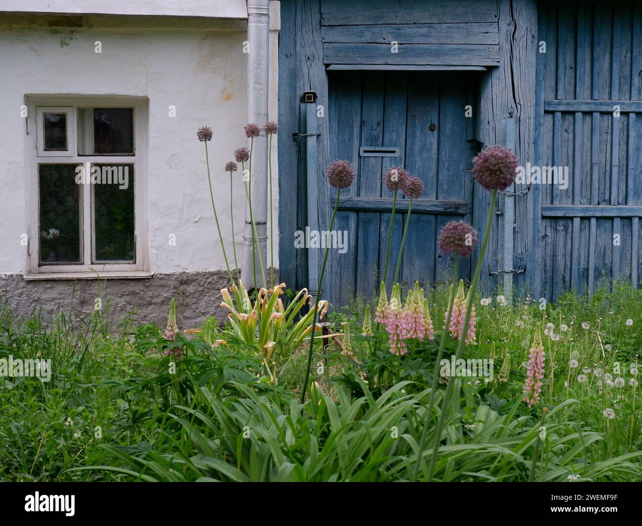 Flowers in the garden of the old house Stock Photo - Alamy