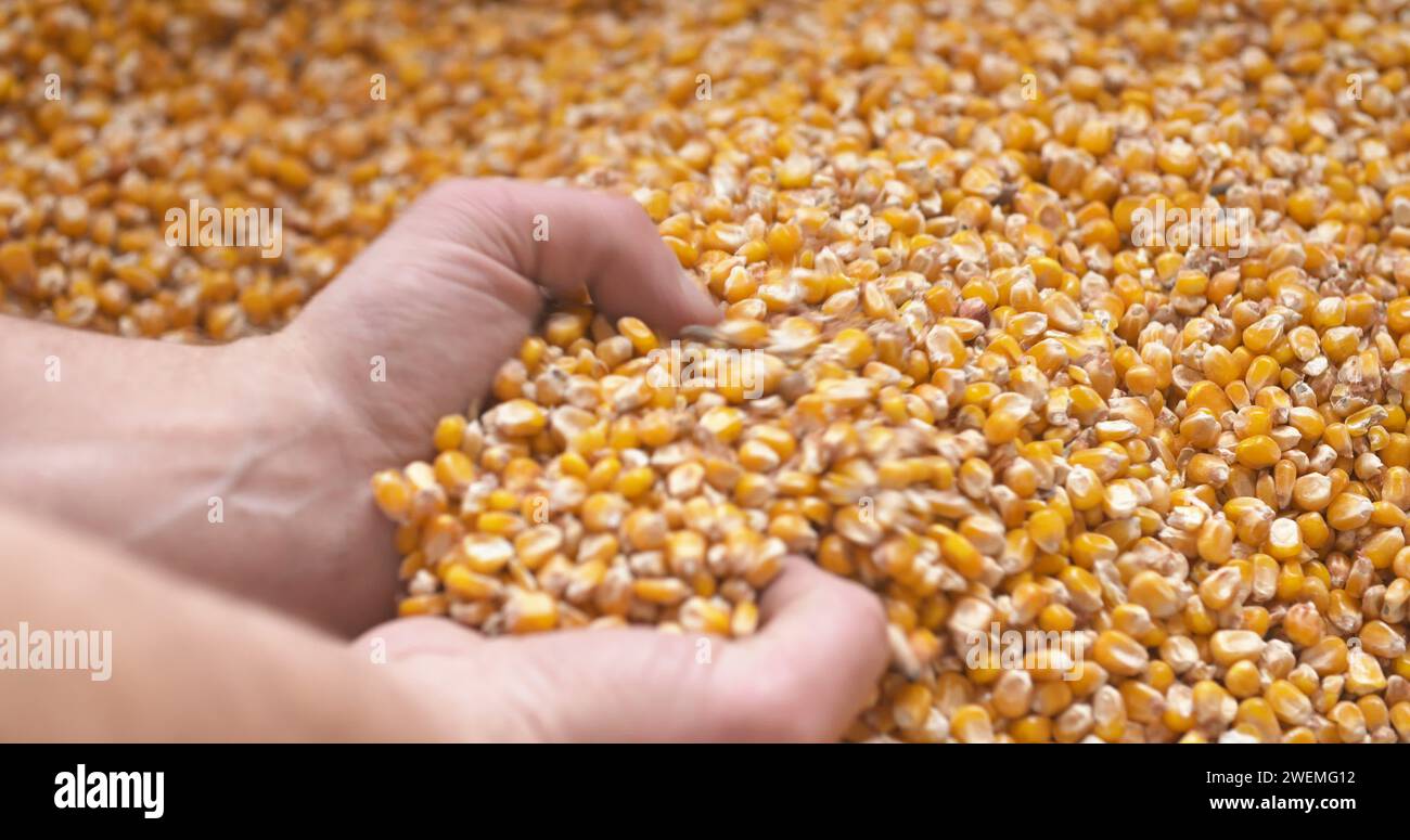 Farmer man harvesting in corn hi-res stock photography and images - Alamy