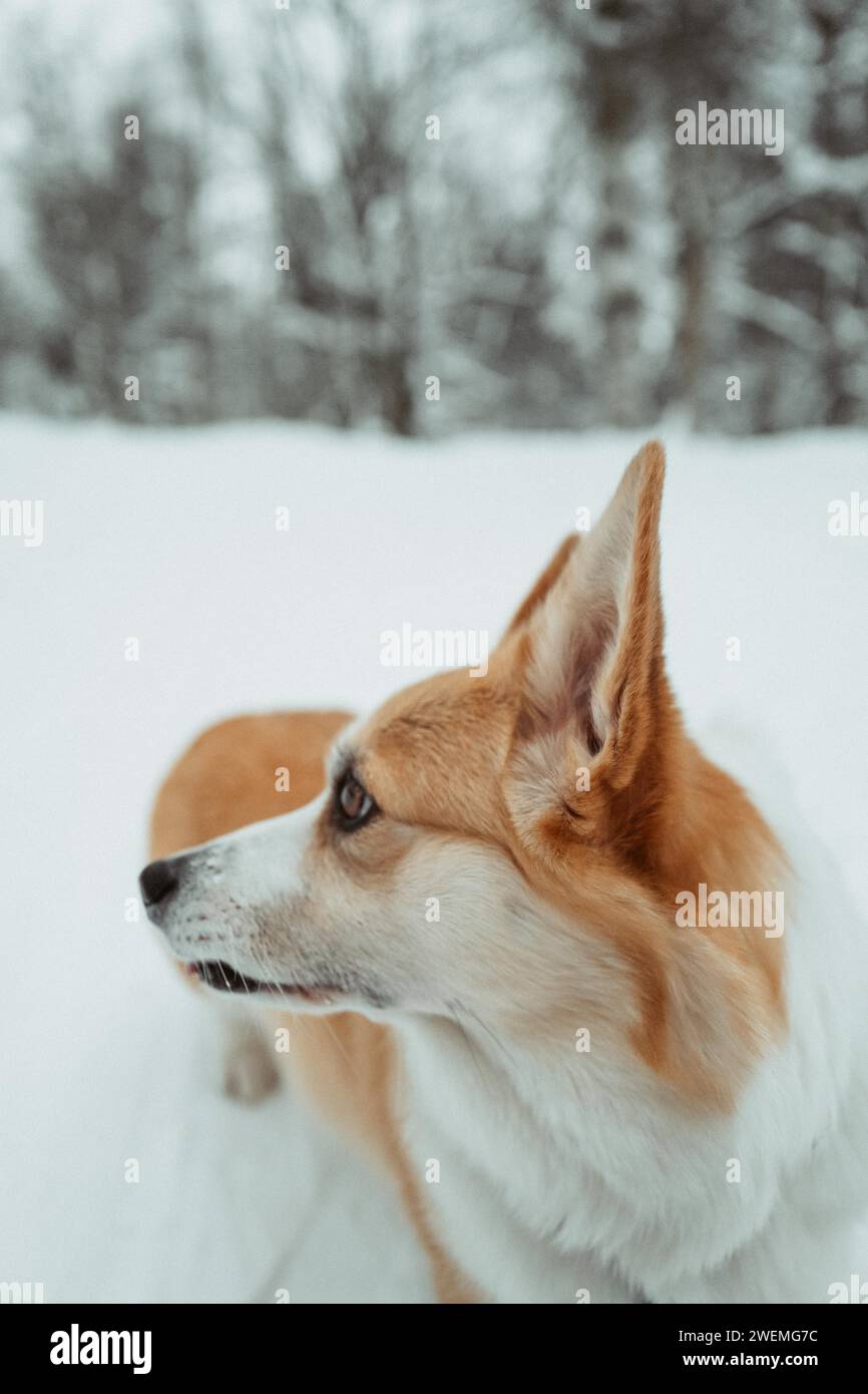 Corgi dog in winter snowy forest Stock Photo - Alamy