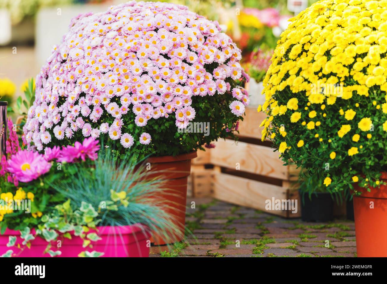 Chrysanthemums in pots hi-res stock photography and images - Alamy