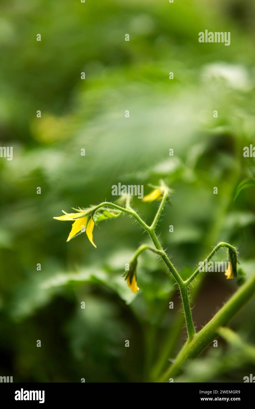 tomatoes growing in the garden Stock Photo - Alamy